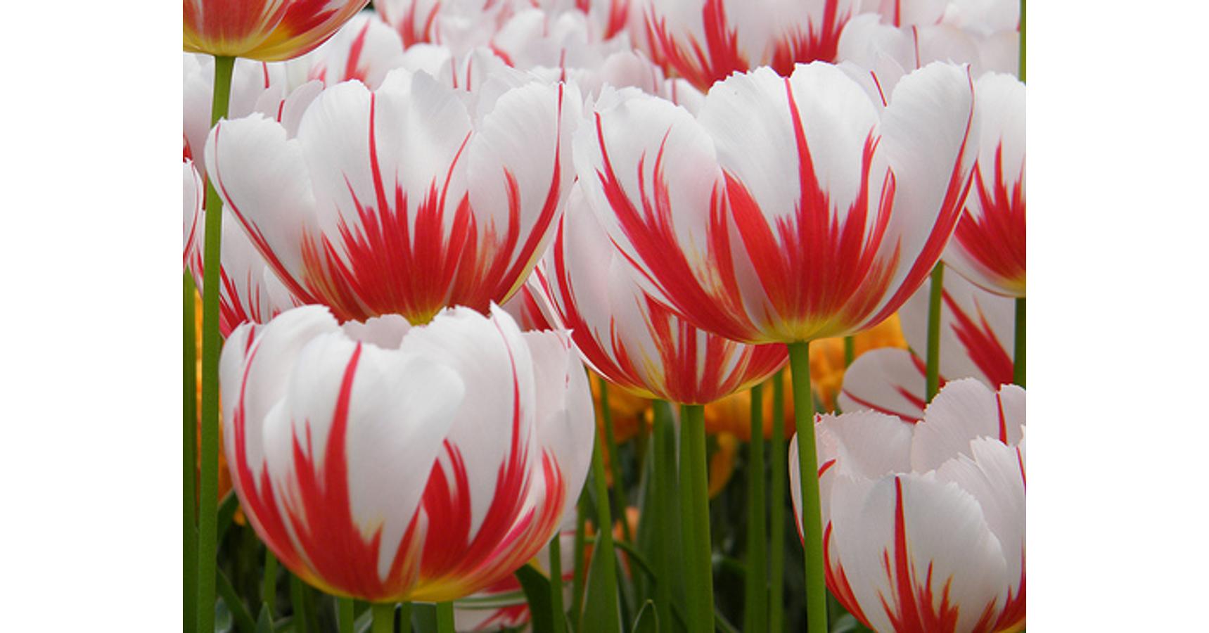 Triumph-típusú tulipán 'Happy Generation'